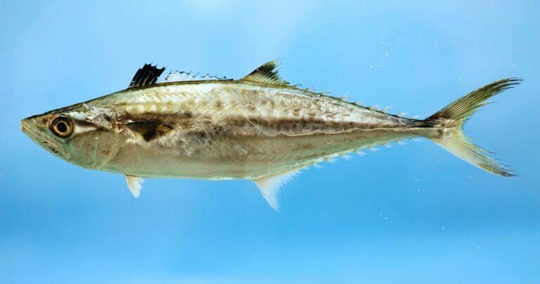 Mackerel: The Speedsters of the Sea - Ocean Info