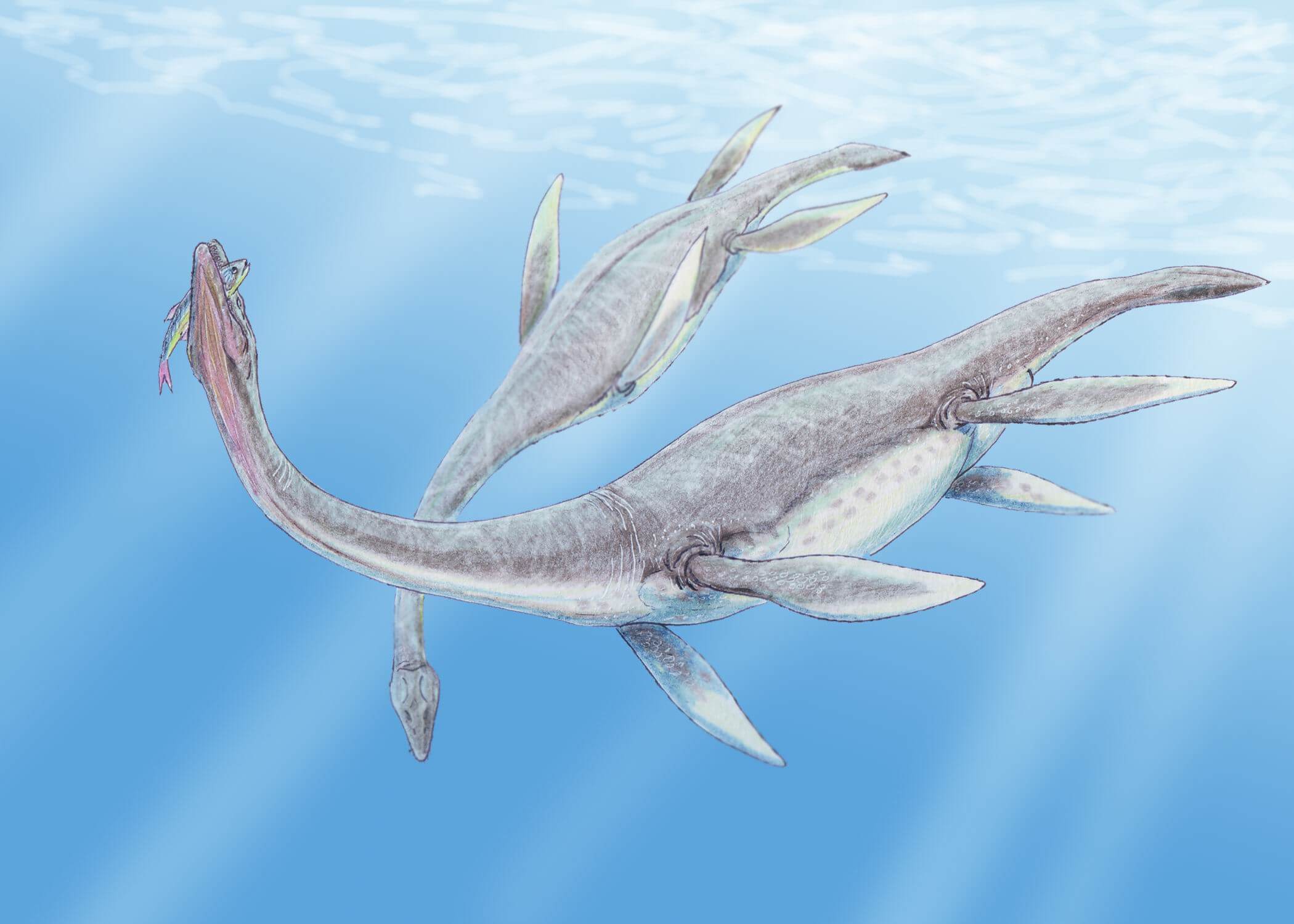 Plesiosaur: The Group Marine Predator of the Triassic Era