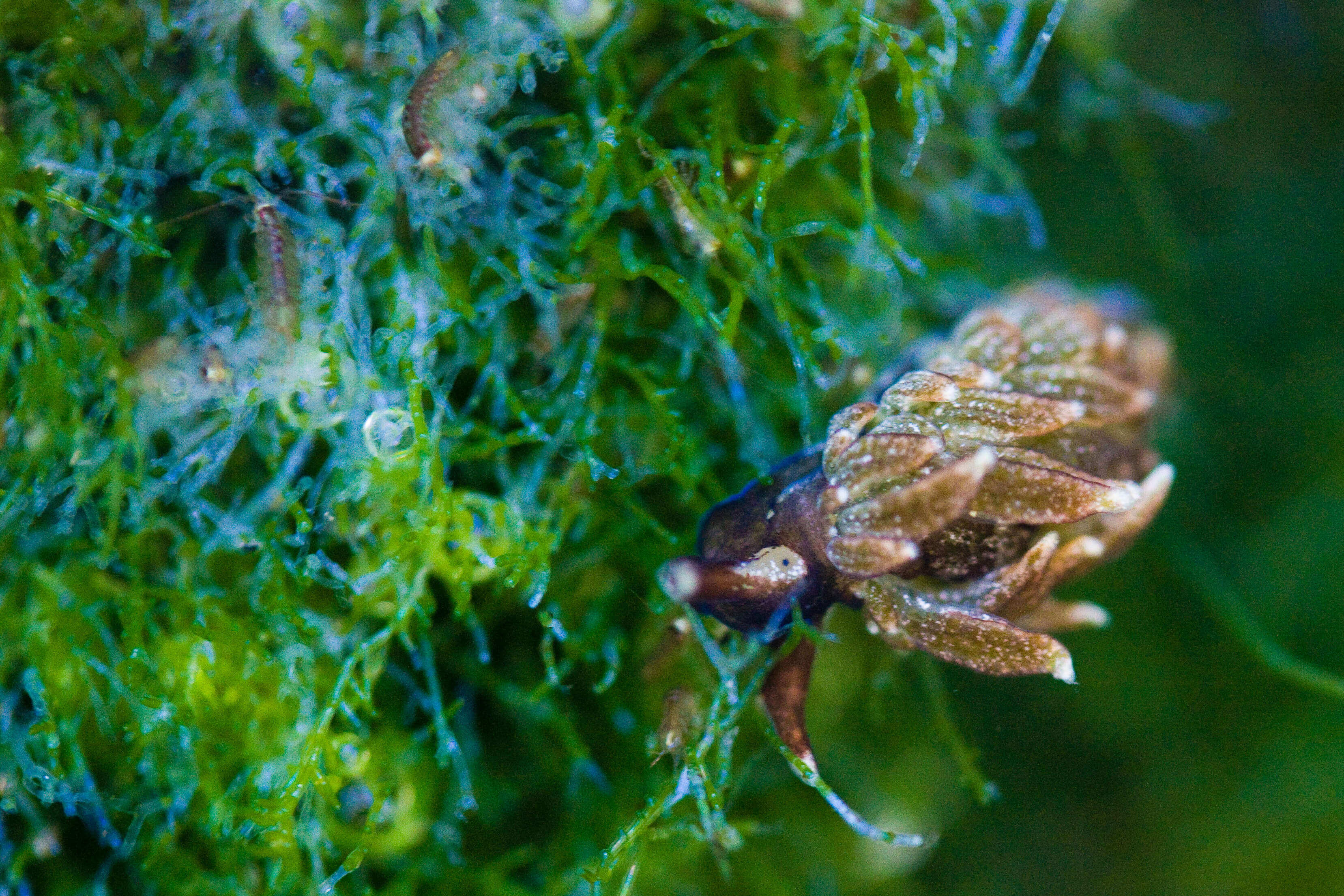 Bryopsis: The Green Monster of Aquatic Ecosystems - Ocean Info