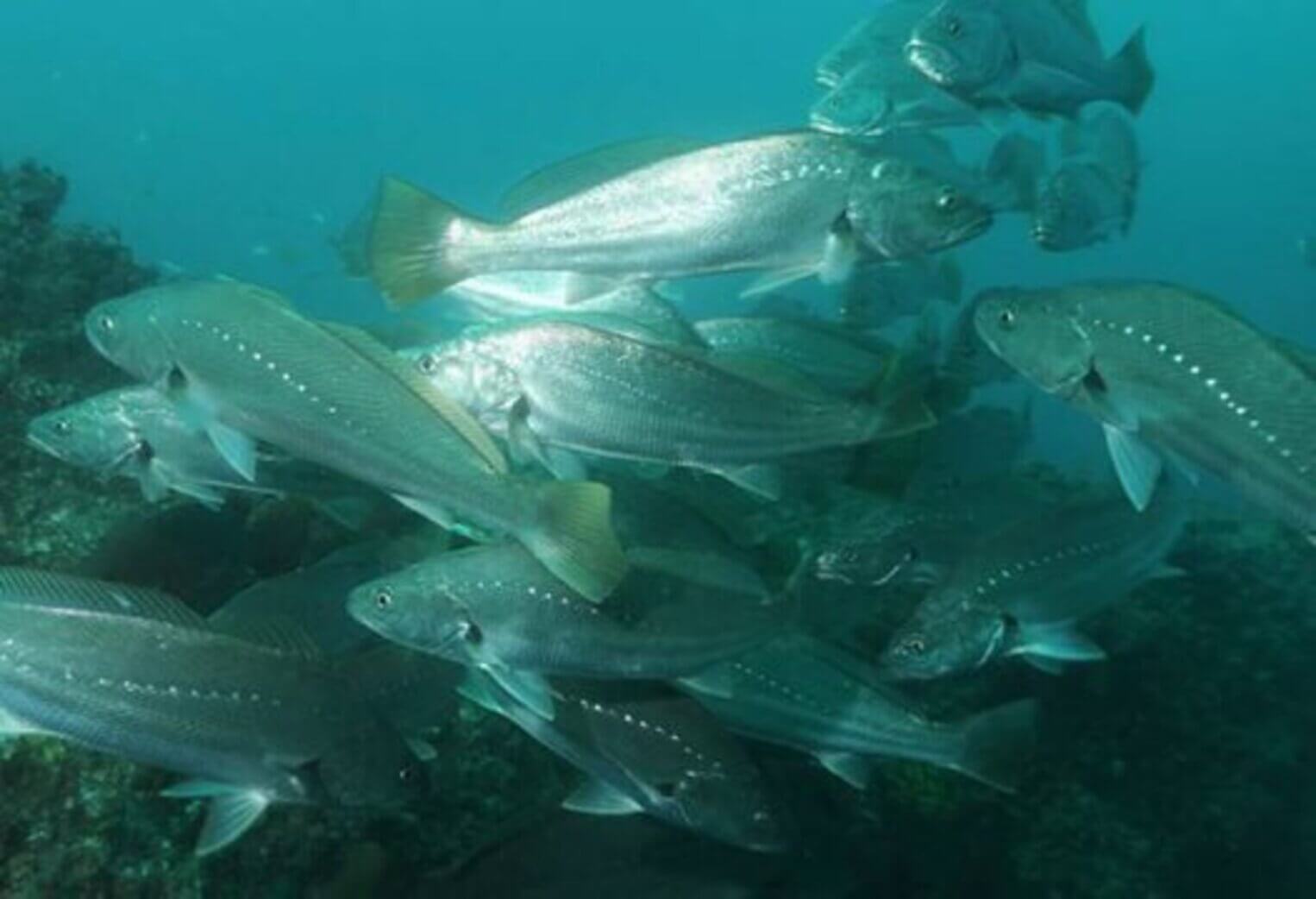 Mulloway (Argyrosomus japonicus) - Ocean Info