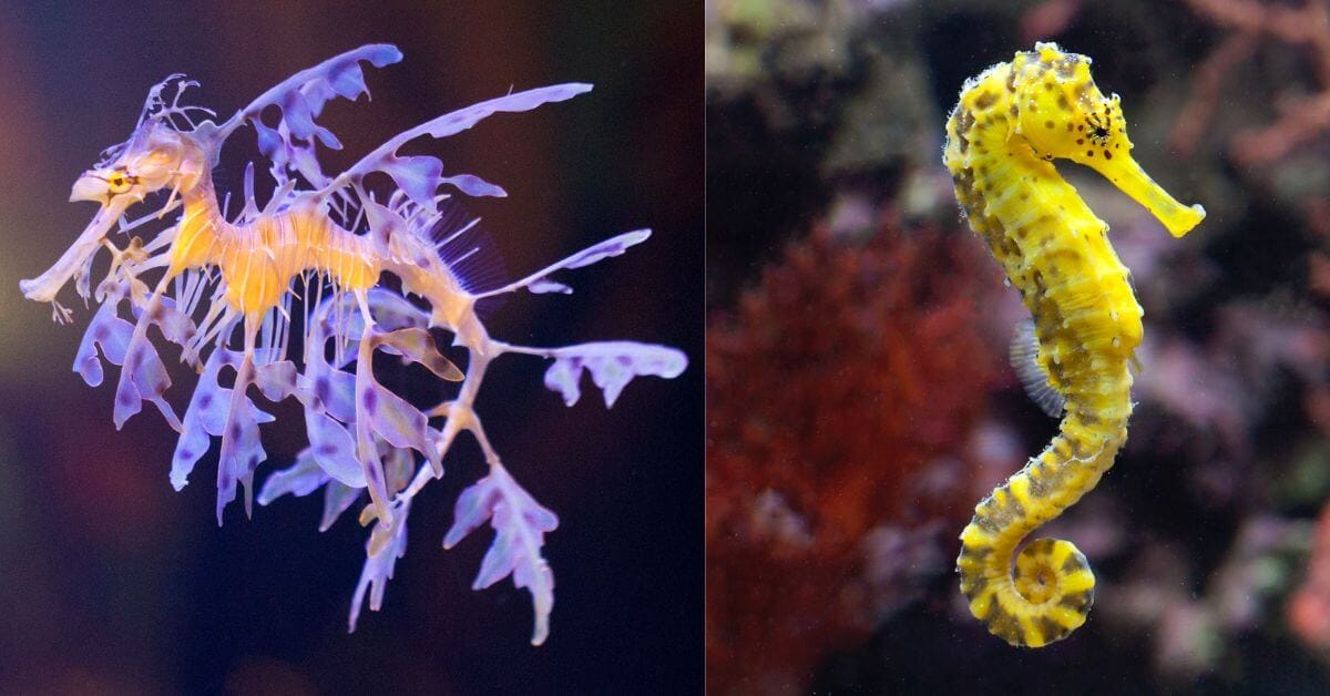Seadragon vs Seahorse -: Main Differences Ocean Info