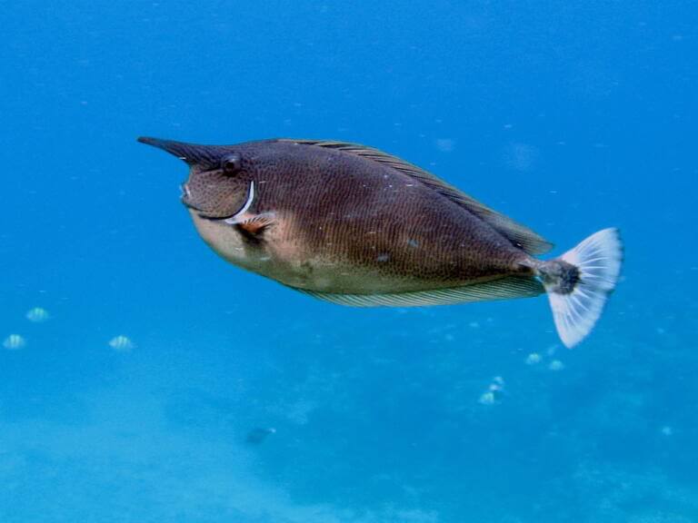 Unicornfish: The Unicorn of the Sea - Ocean Info