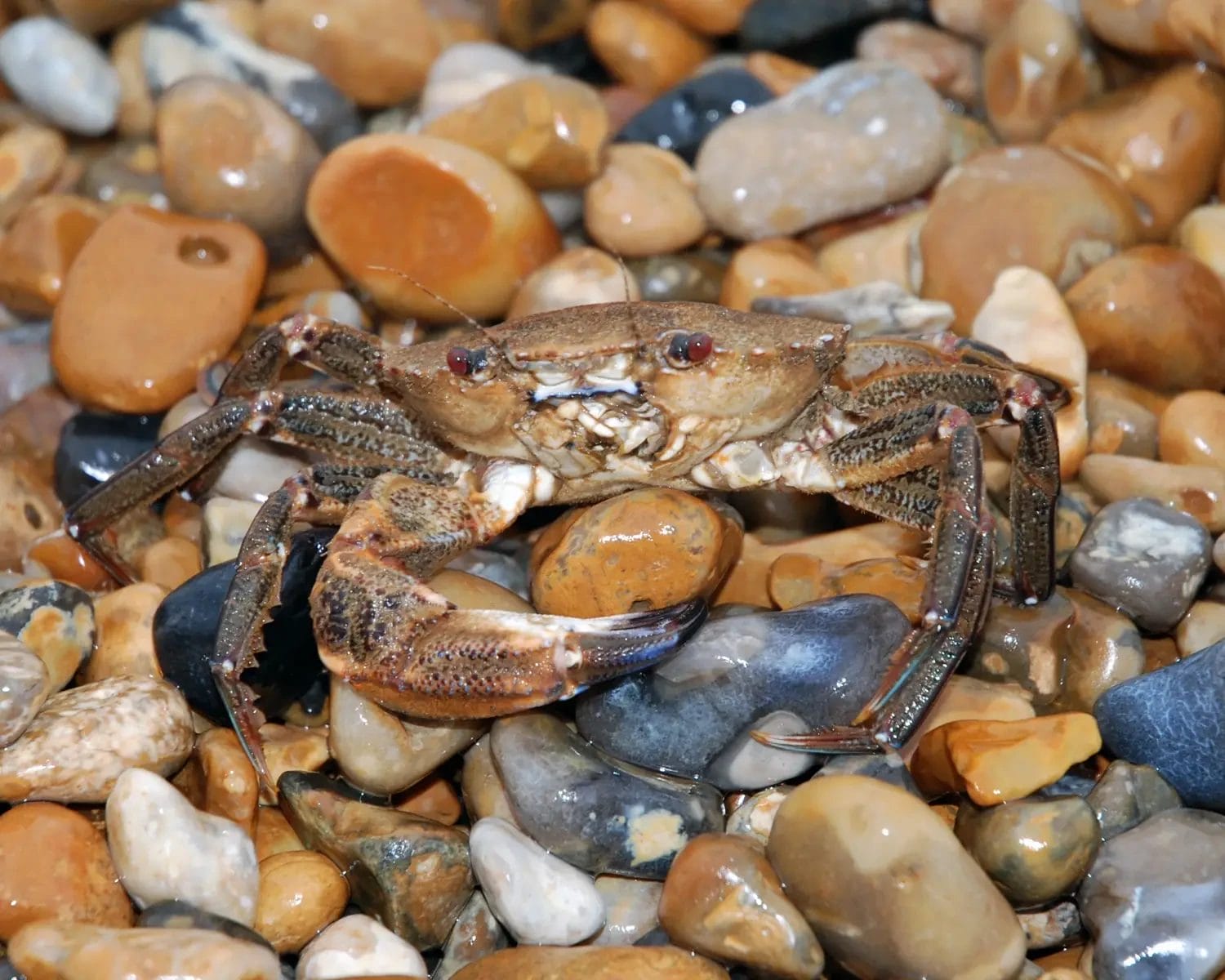 Velvet Crab (Necora puber) - Ocean Info