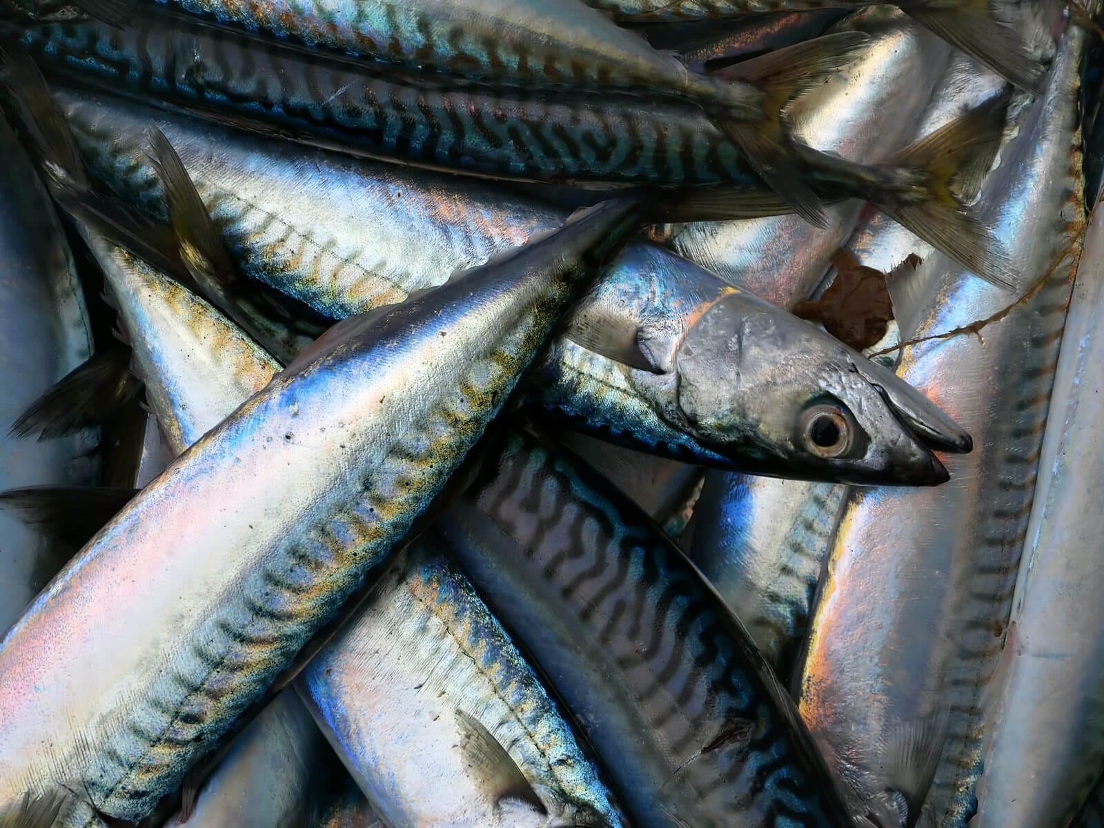 Atlantic Mackerel: Diet, Habitat & Other Facts - Ocean Info