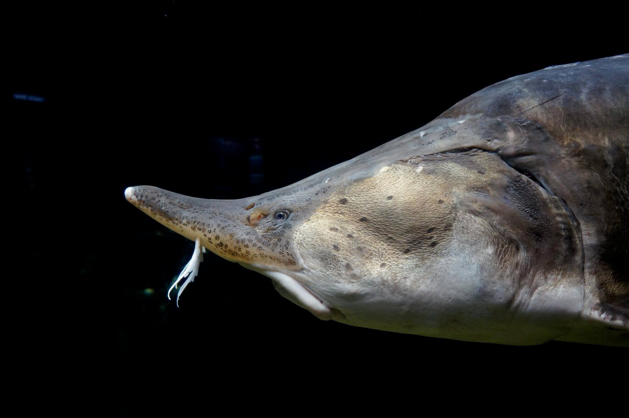 Beluga Sturgeon: Apex Predators in the Caspian - Ocean Info