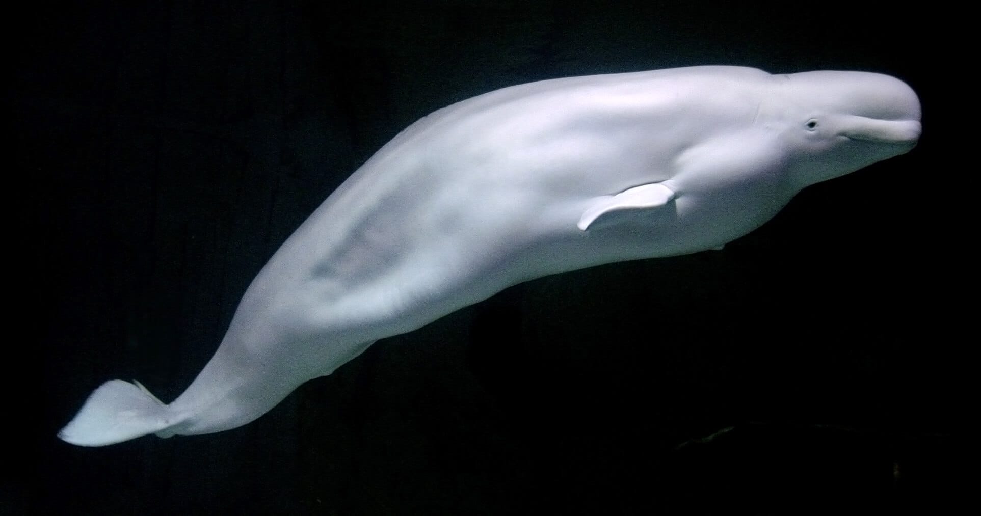 Beluga Whale (Delphinapterus leucas) - Ocean Info
