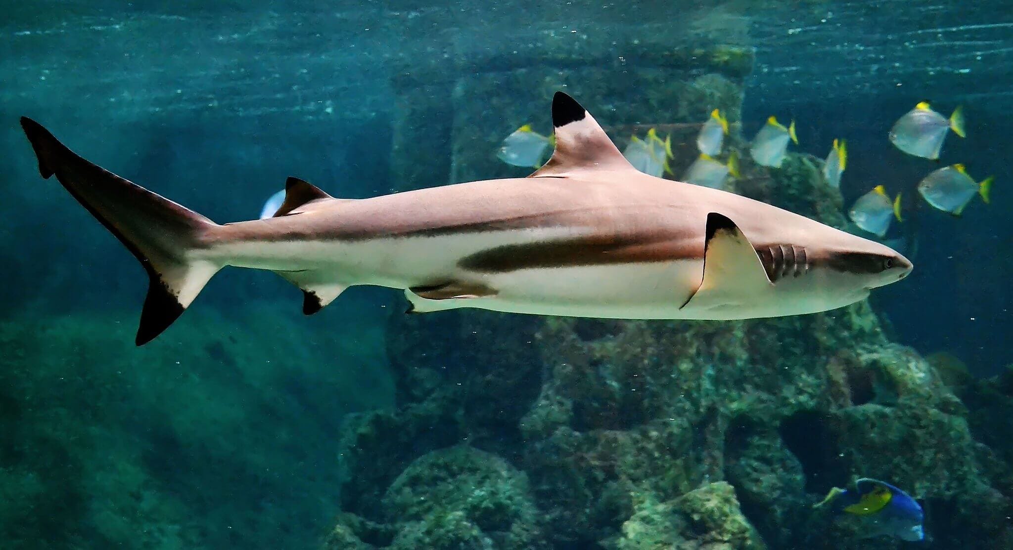Blacktip Shark (Carcharhinus Limbatus) - Ocean Info