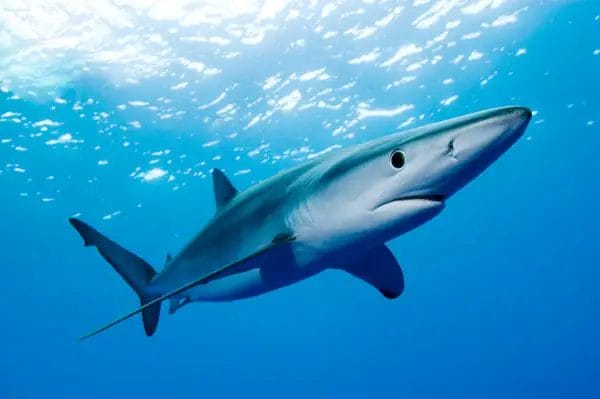 Blue Shark (Prionace Glauca) - Ocean Info