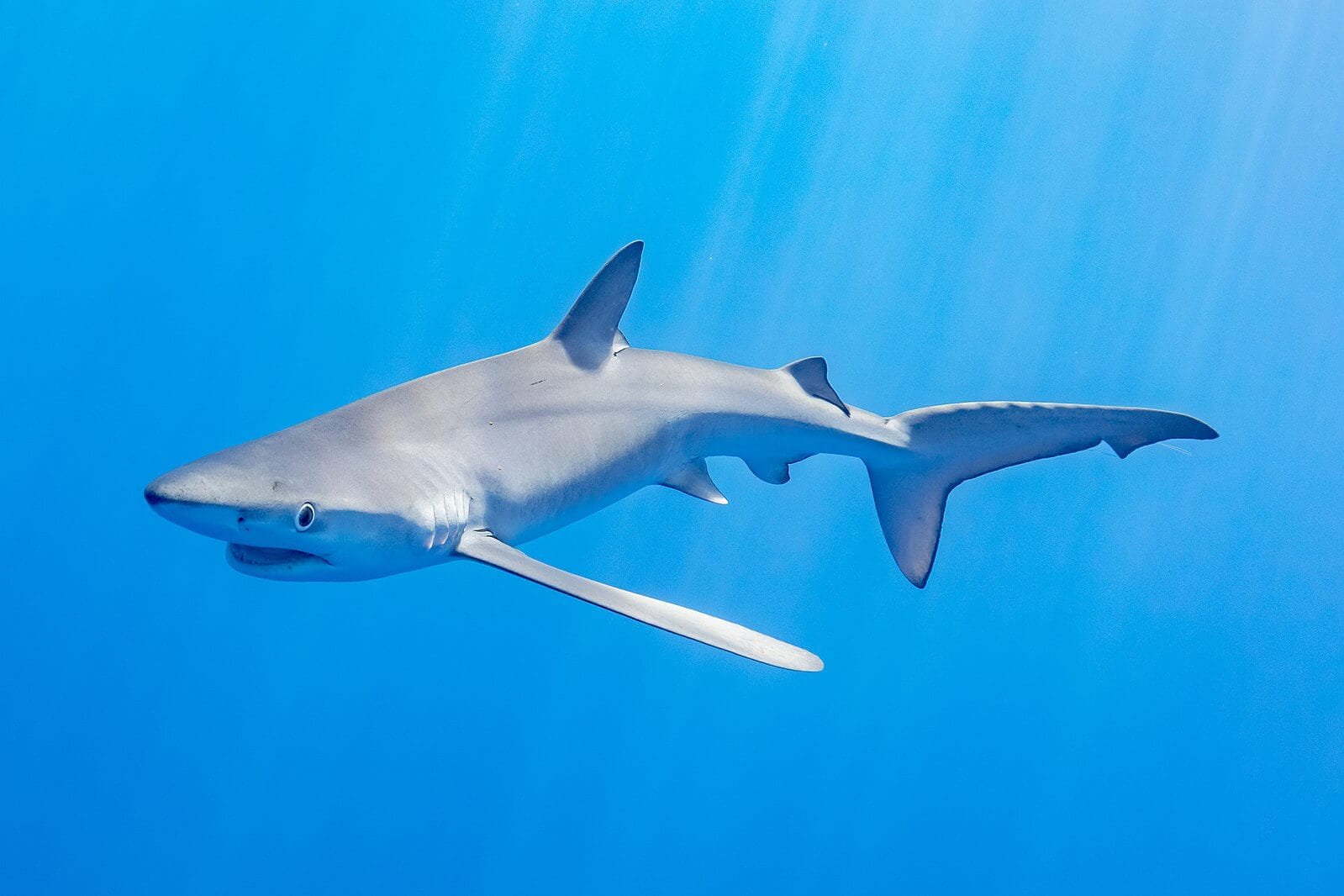Blue Shark (Prionace Glauca) - Ocean Info