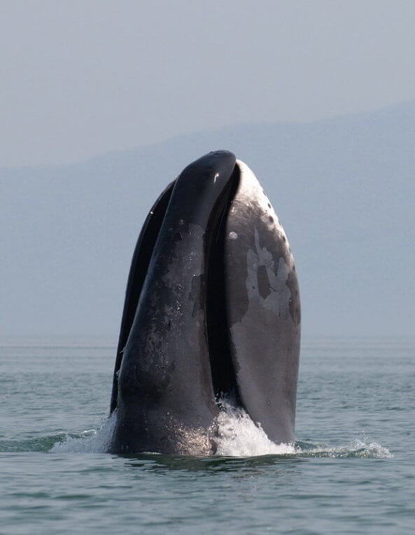 20 Types of Whales (and Where to Find Them) - Ocean Info