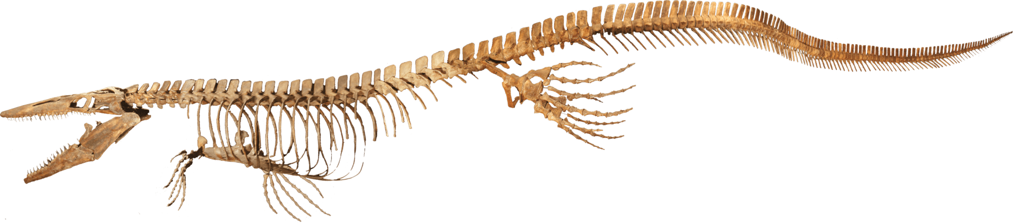 Tylosaurus: Dominator of Cretaceous Oceans - Ocean Info