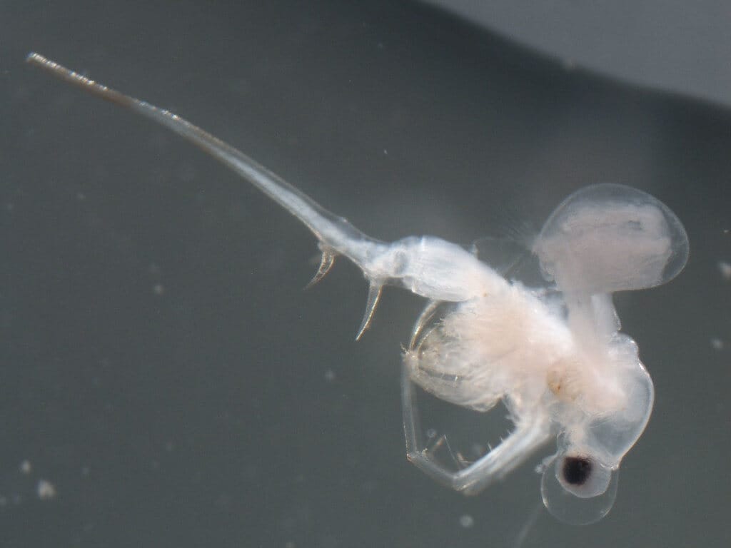 Phytoplankton vs Zooplankton: Main Differences - Ocean Info