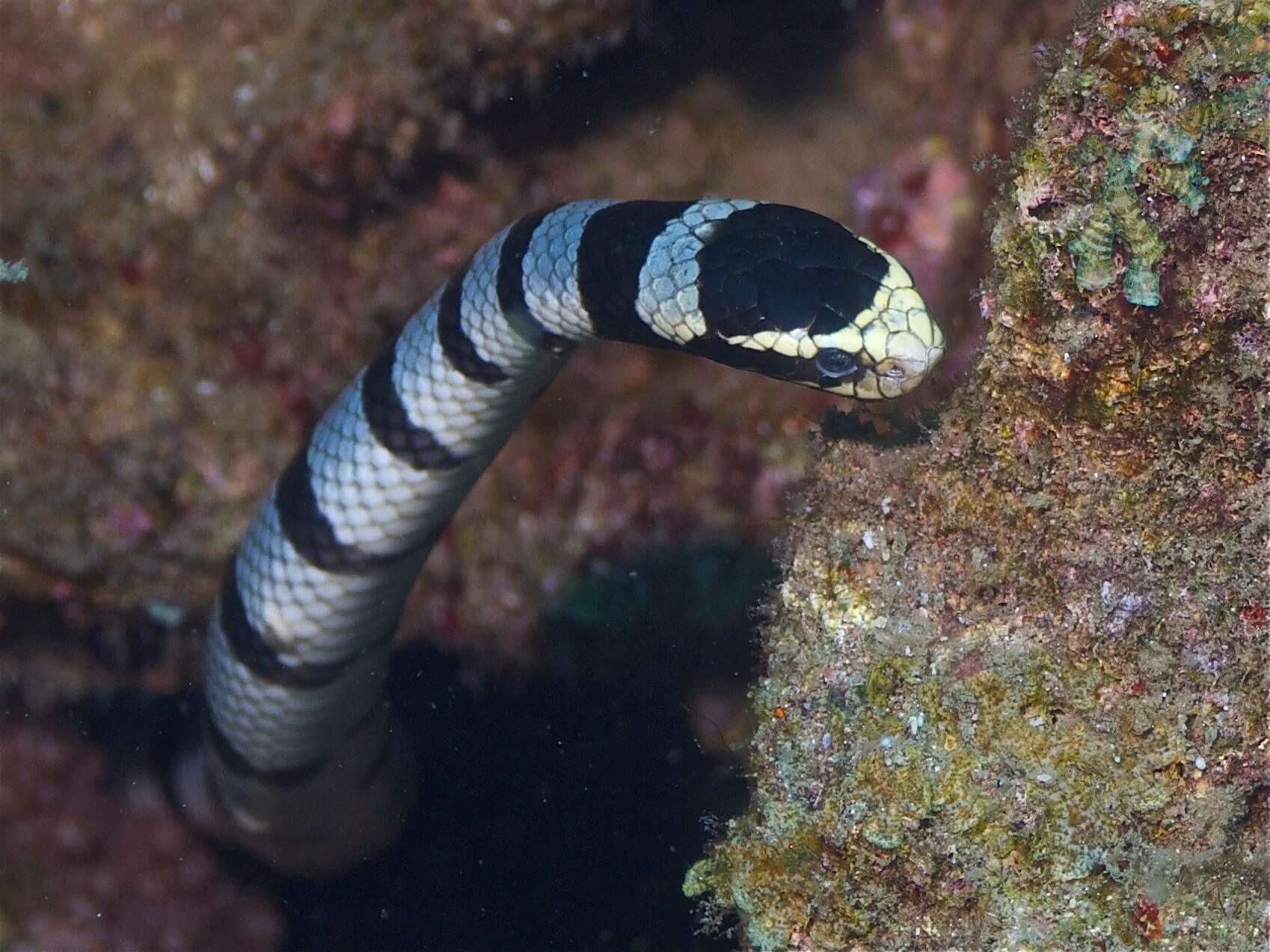 Sea Krait: The Venomous Beauties of the Coral Reefs - Ocean Info