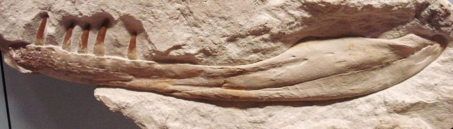 Dakosaurus: The Killer Croc of the Jurassic - Ocean Info