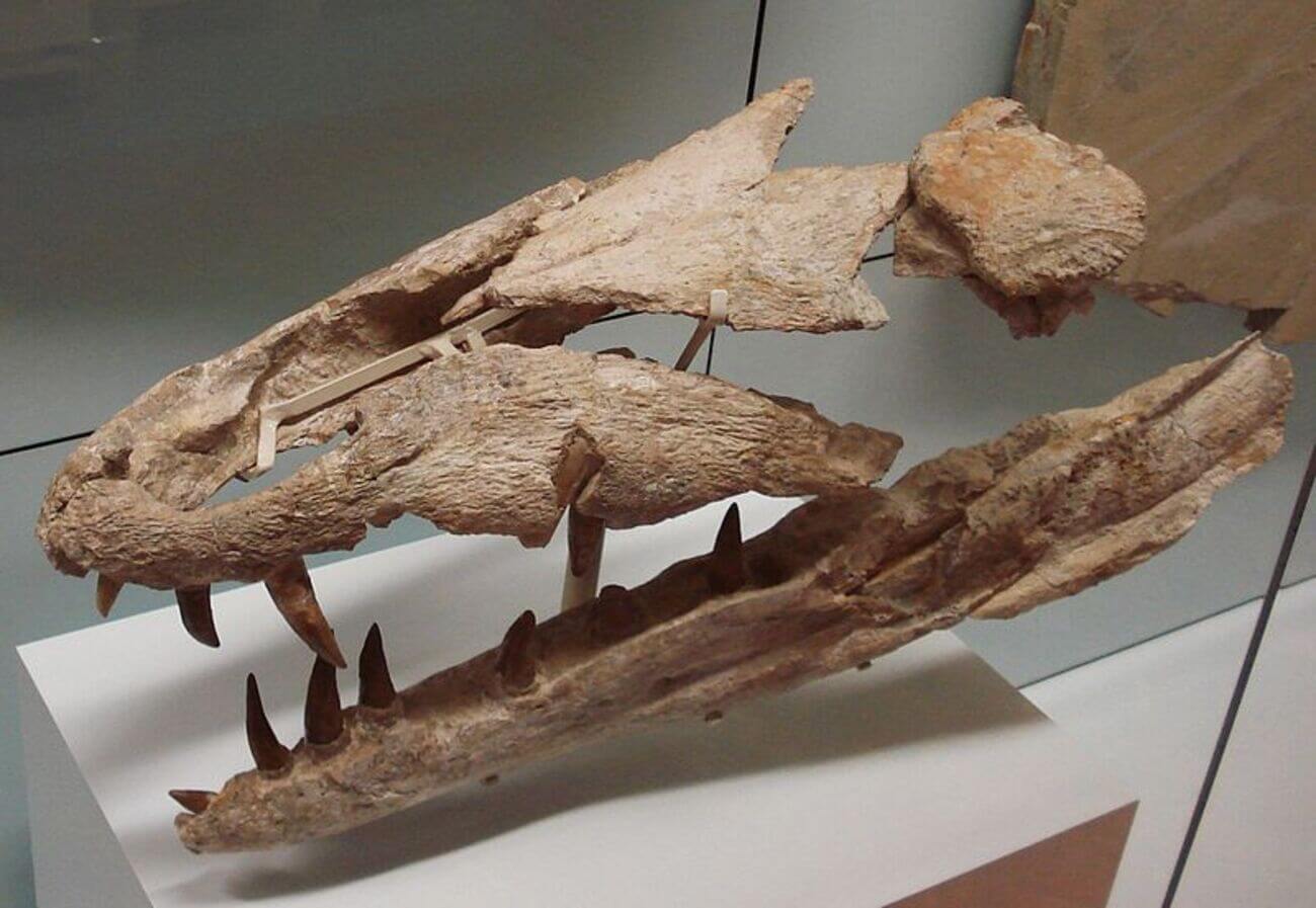 Dakosaurus: The Killer Croc of the Jurassic - Ocean Info