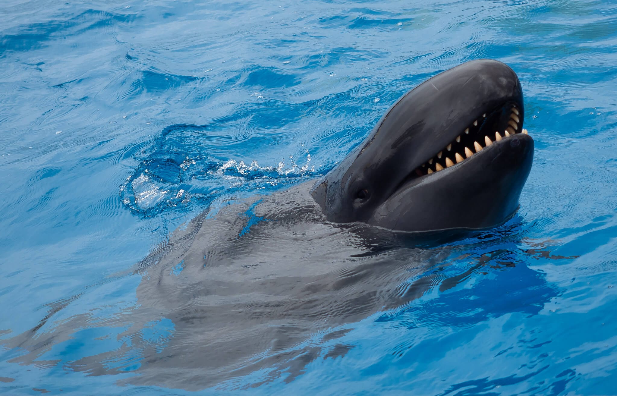 False Killer Whale (Pseudorca Crassidens) - Ocean Info