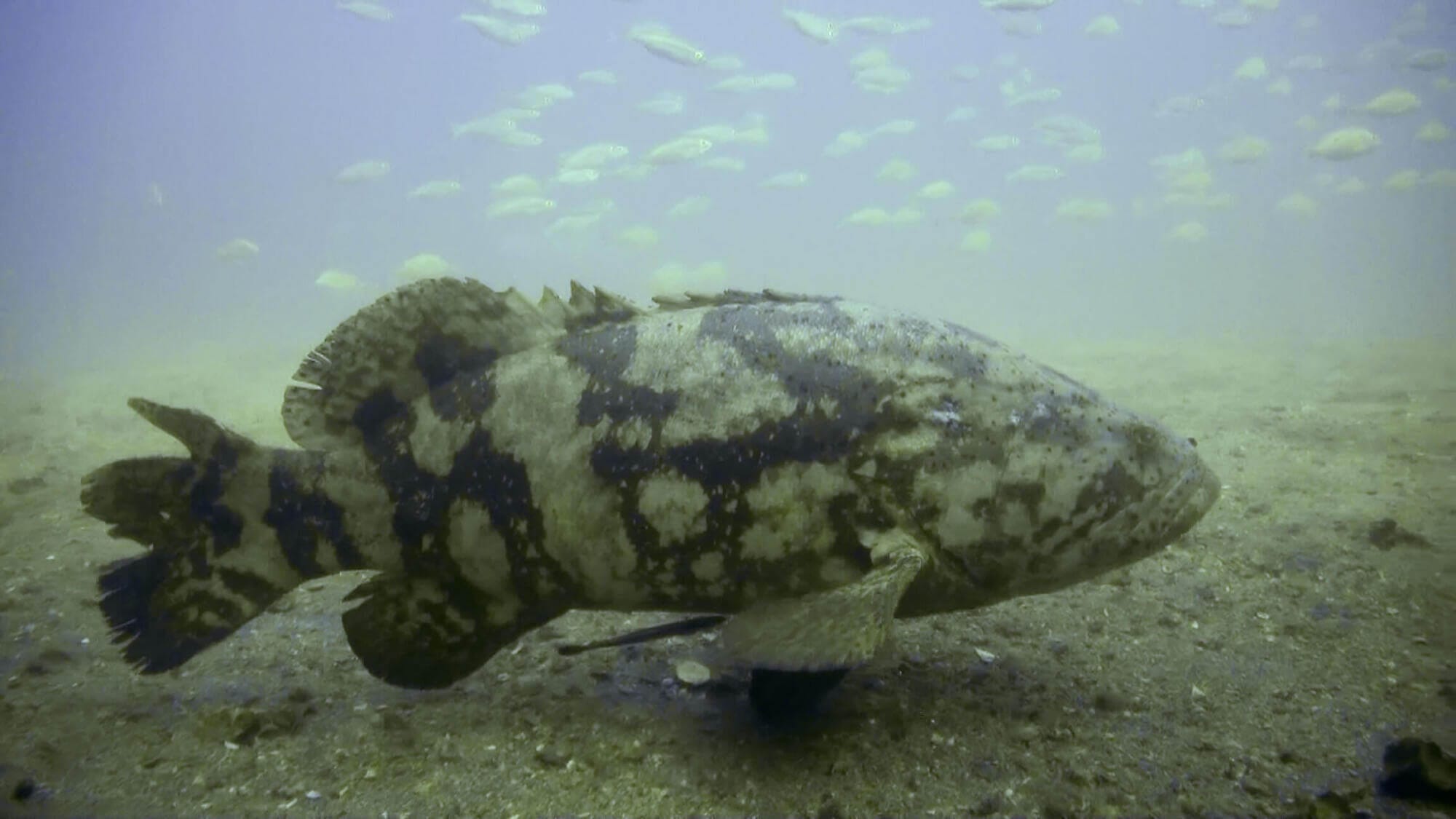 Goliath Grouper: The Colossus of the Coral Reef - Ocean Info