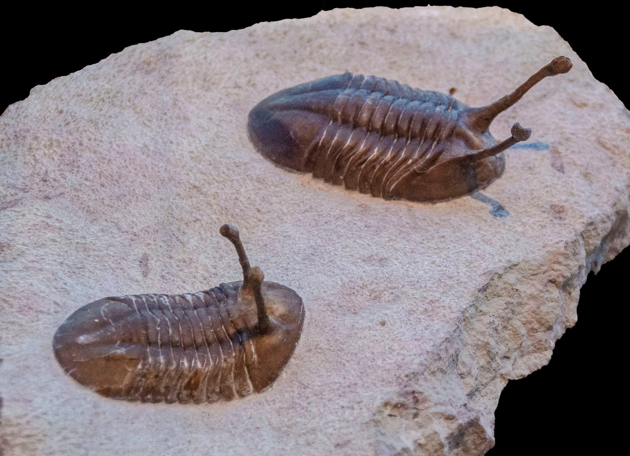 Trilobites: The Ancient Wonders of the Paleozoic Era - Ocean Info