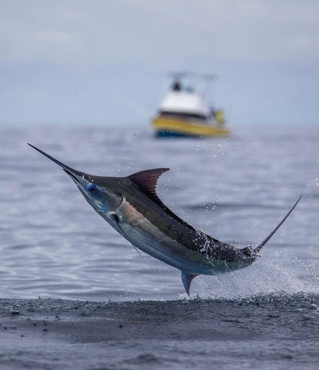 Atlantic Blue Marlin: Ocean's Elusive Trophy - Ocean Info