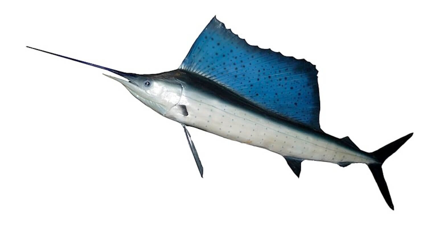 Billfish: Magnificent Oceanic Predators - Ocean Info