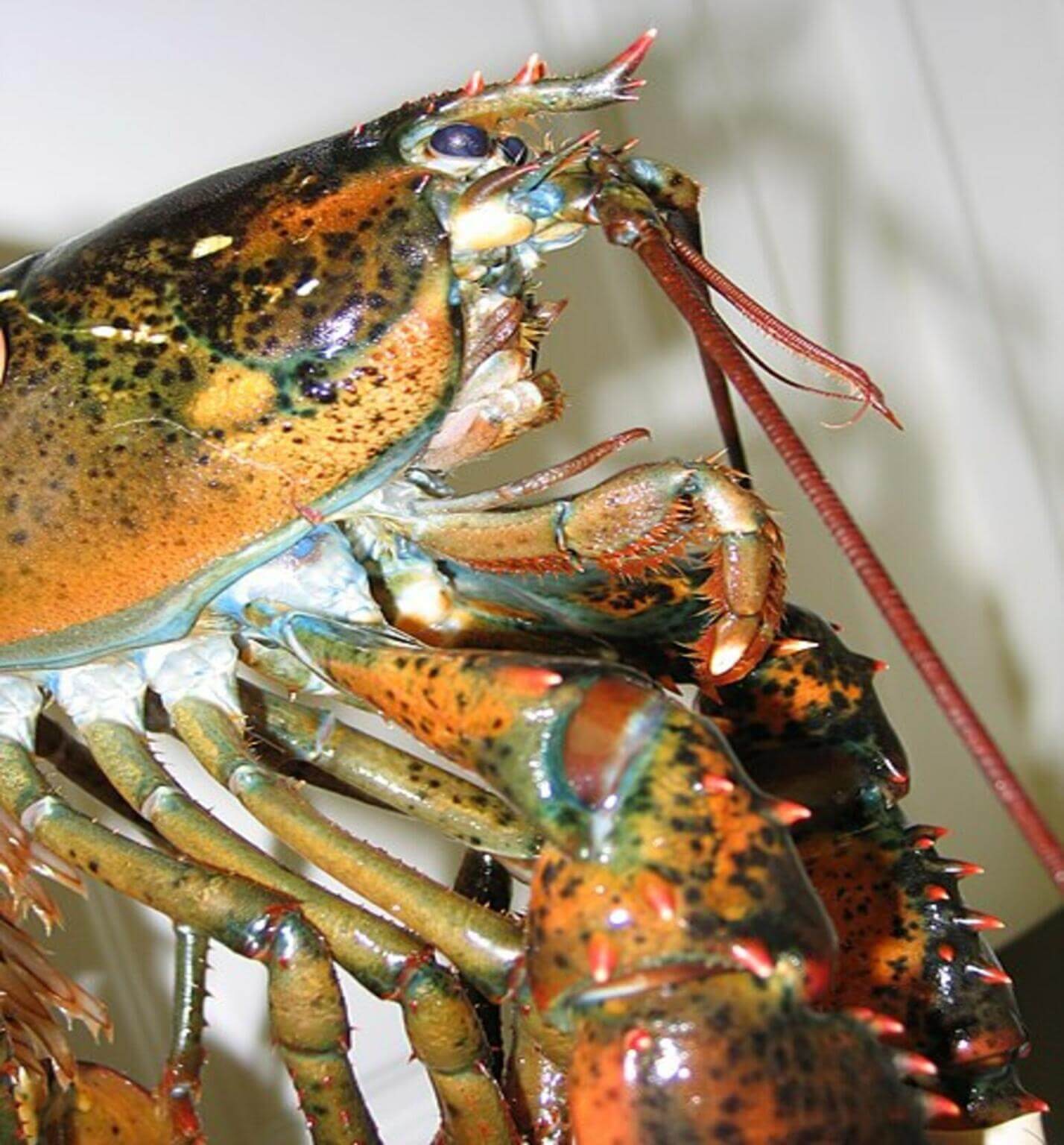 American Lobster: Diet, Habitat & Other Facts - Ocean Info