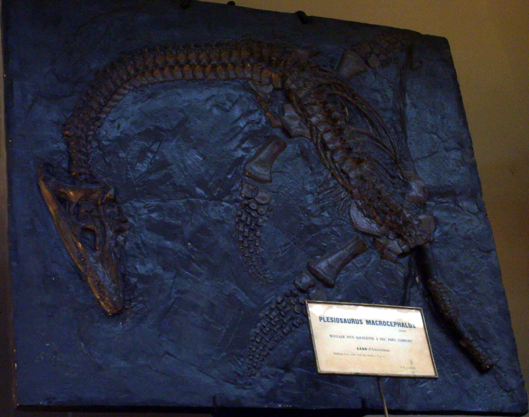 Plesiosaur: The Group Marine Predator of the Triassic Era