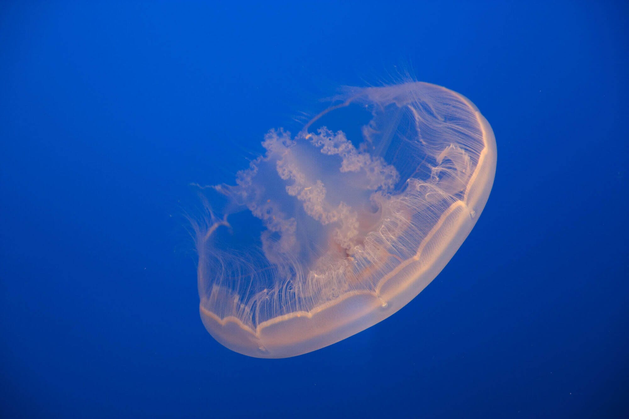 Moon Jellyfish: The Immortal Jellyfish - Ocean Info