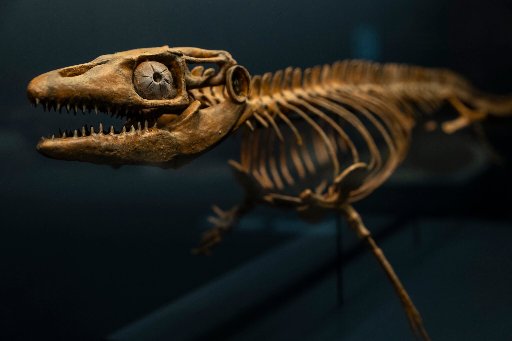 Mosasaurus: Sea Monster of the Cretaceous Period - Ocean Info