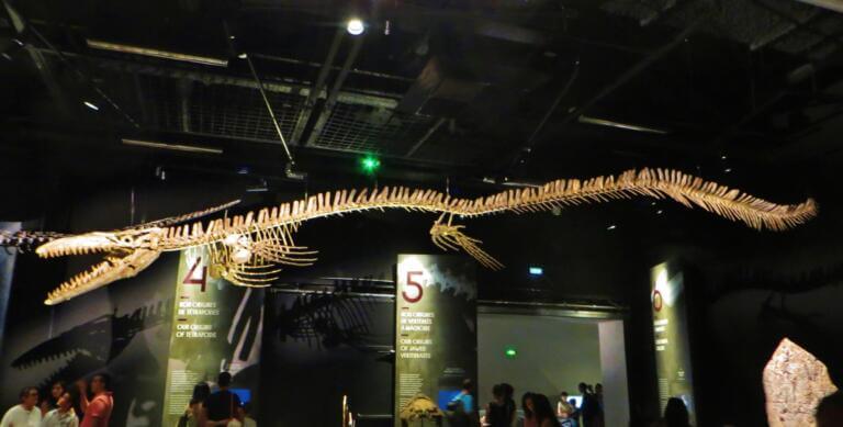 Mosasaurus: Sea Monster of the Cretaceous Period - Ocean Info