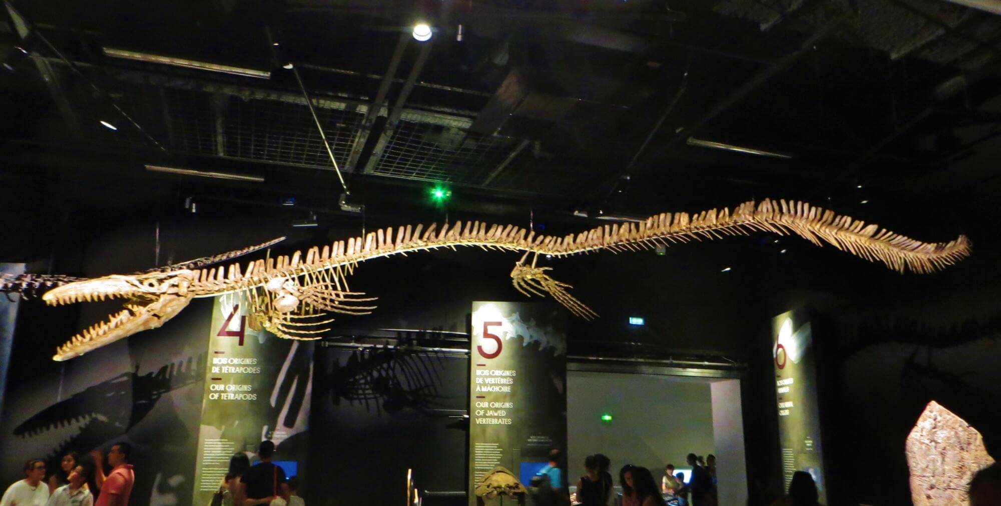 Mosasaurus: Sea Monster of the Cretaceous Period - Ocean Info