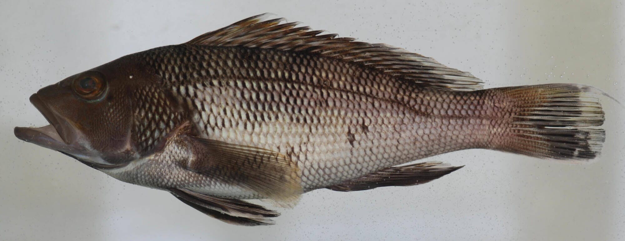 Black Sea Bass (Centropristis Striata) - Ocean Info