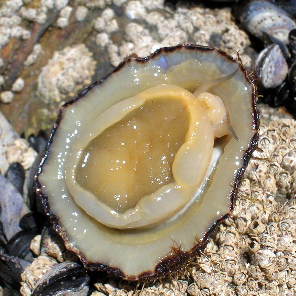 Limpet: Tiny Creatures with a Mighty Impact - Ocean Info