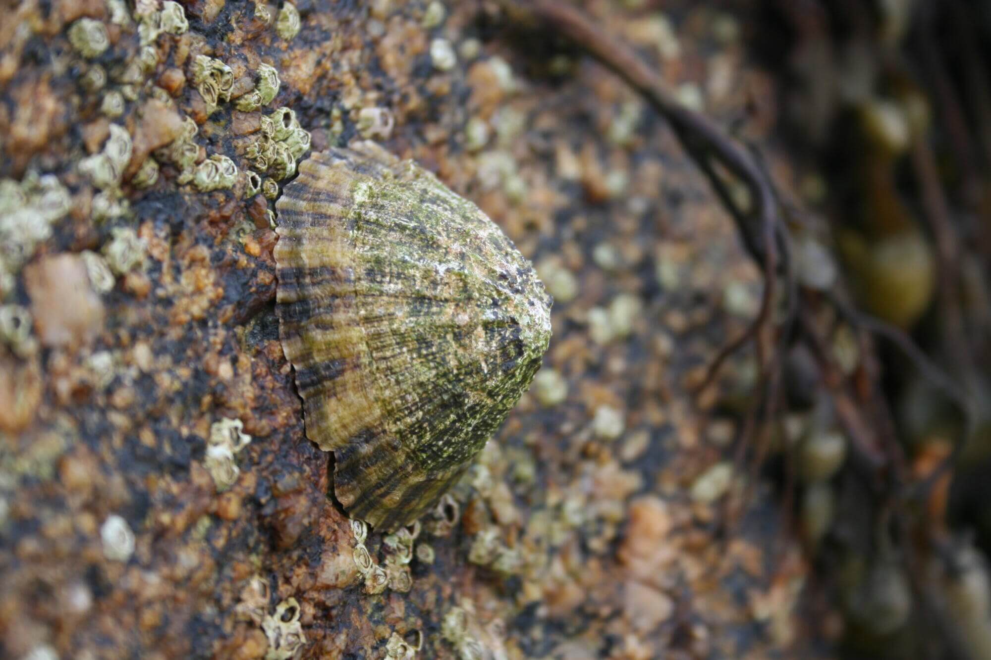 Limpet: Tiny Creatures with a Mighty Impact - Ocean Info