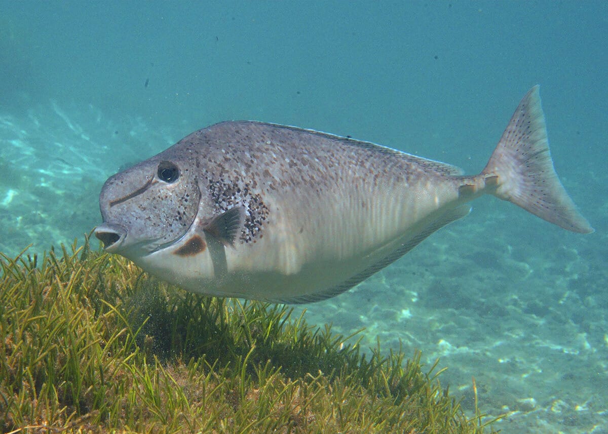 Unicornfish: The Unicorn of the Sea - Ocean Info