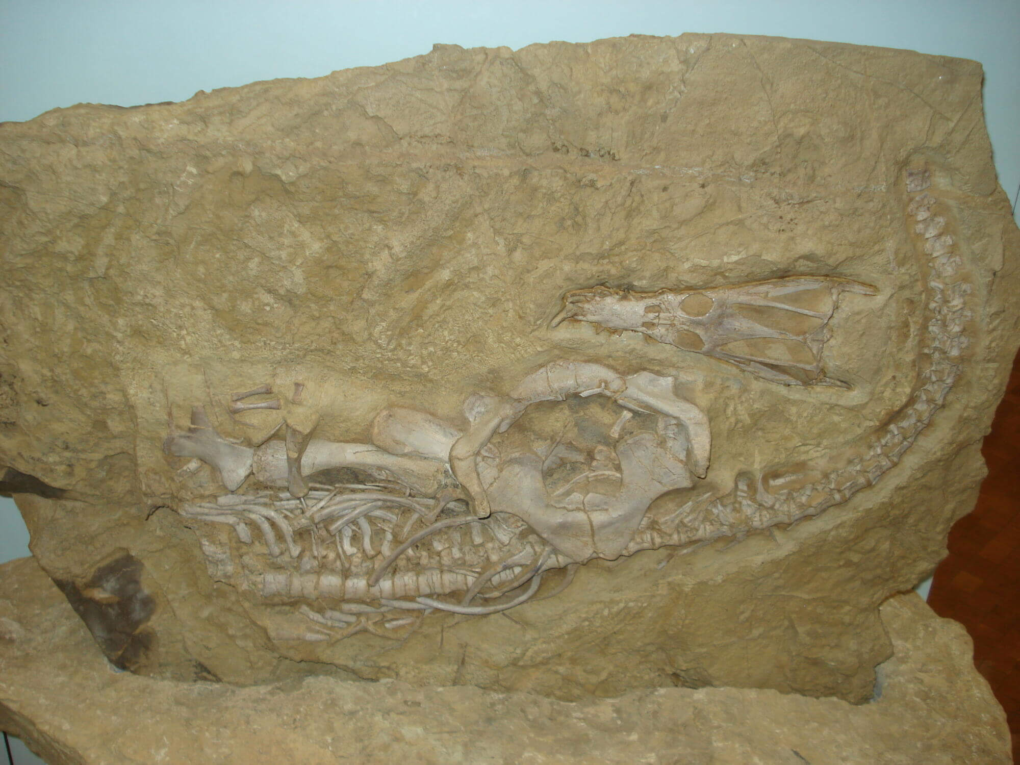 Nothosaurus: The Fierce Predators of Ancient Seas - Ocean Info