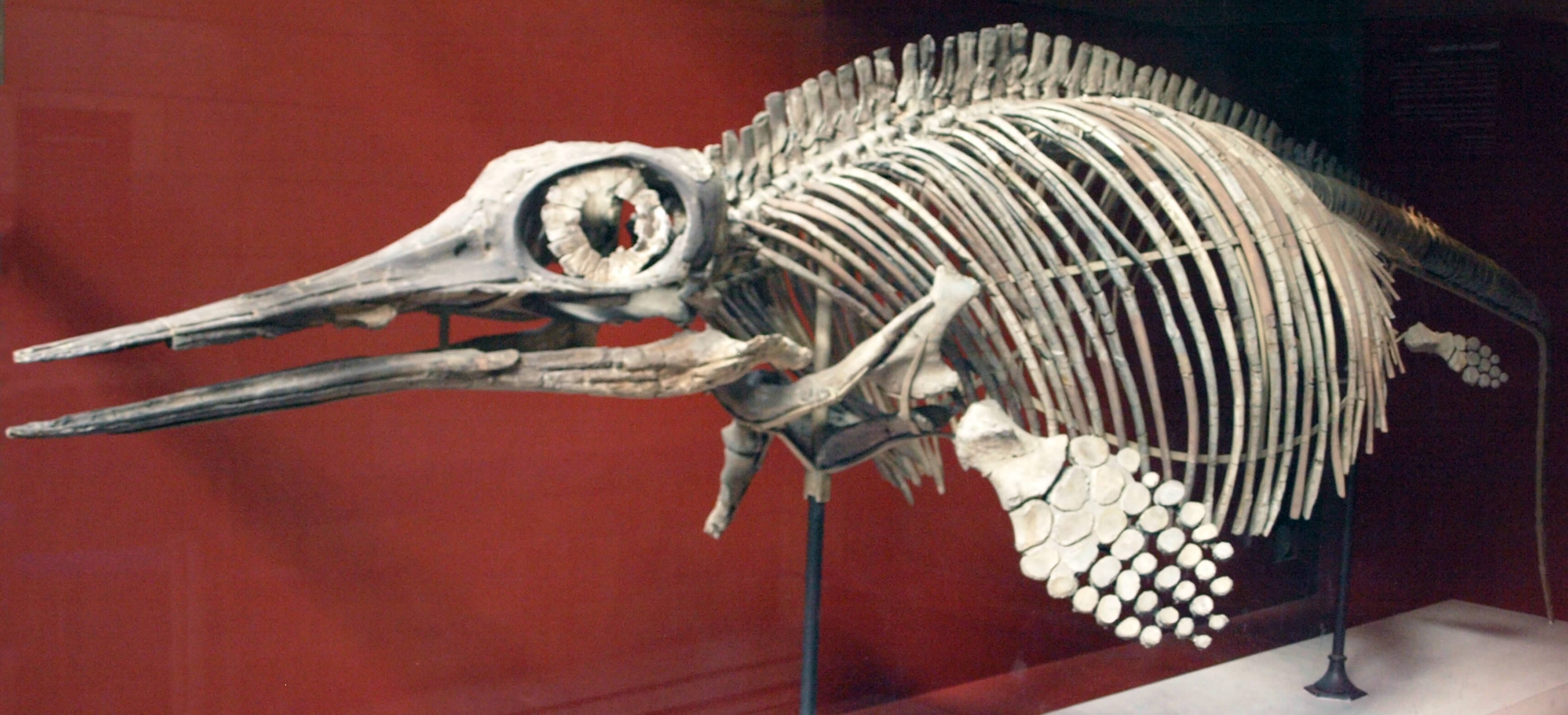 Ophthalmosaurus: The Large-Eyed Lizard of the Jurassic Era - Ocean Info