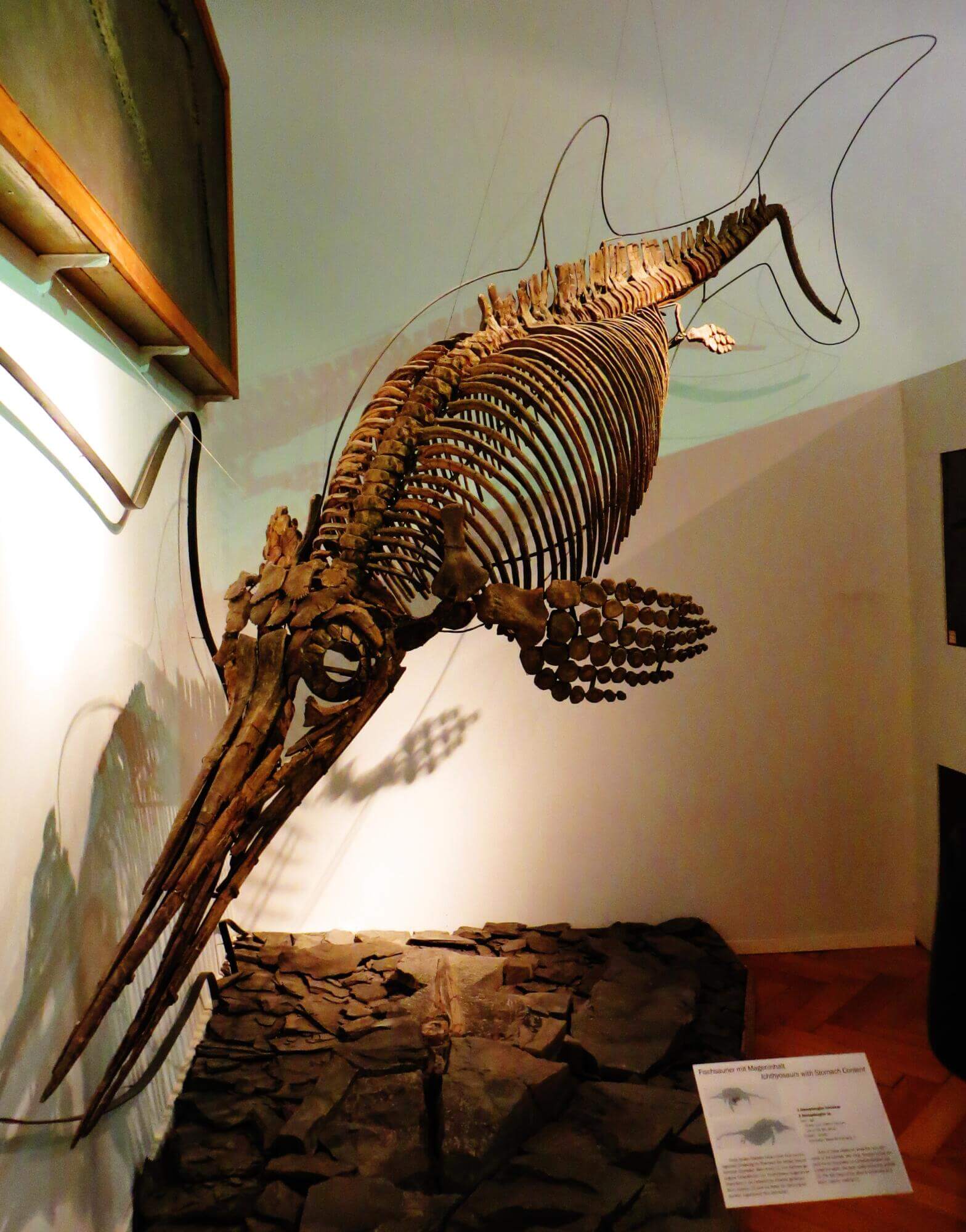 Ophthalmosaurus: The Large-Eyed Lizard of the Jurassic Era - Ocean Info