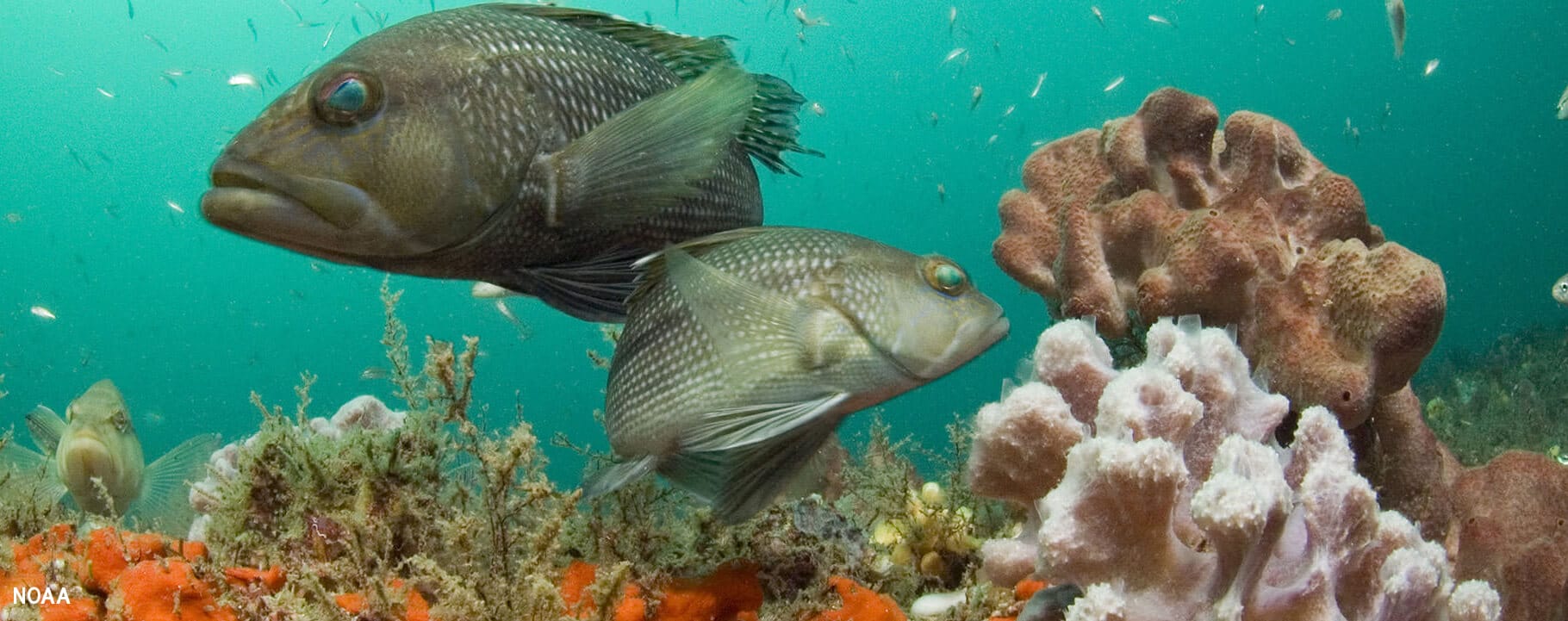 Black Sea Bass: The Elusive Sex-Morphing Fish - Ocean Info