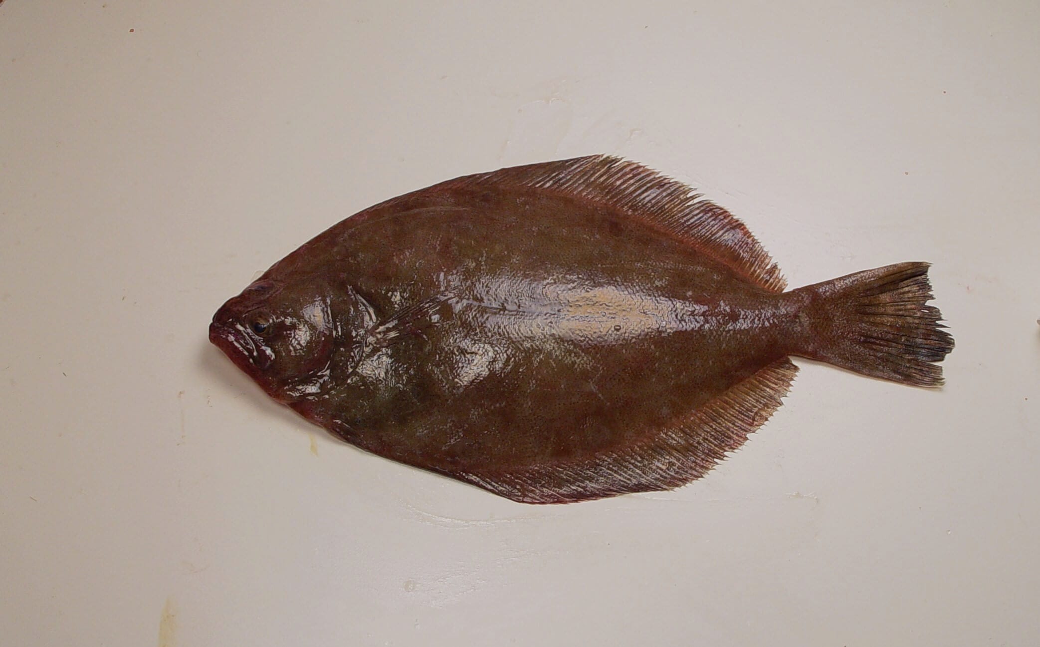 Southern Flounder (Paralichthys lethostigma) - Ocean Info