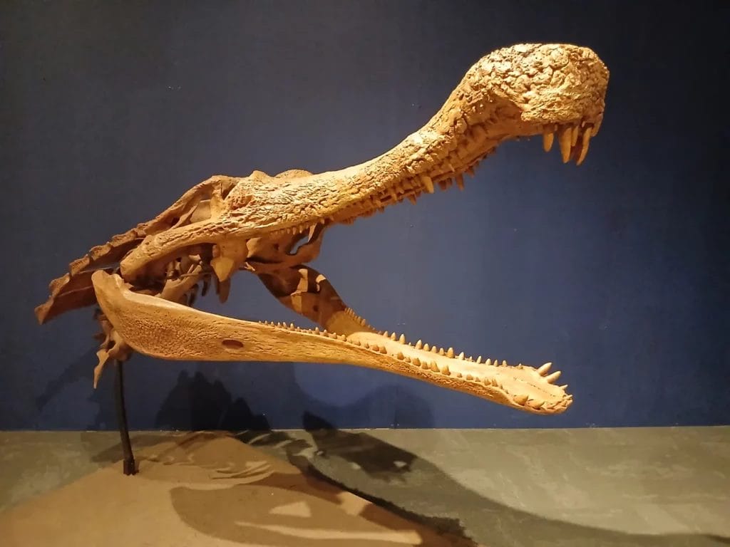 Sarcosuchus The Colossal Cretaceous Crocodile Ocean Info