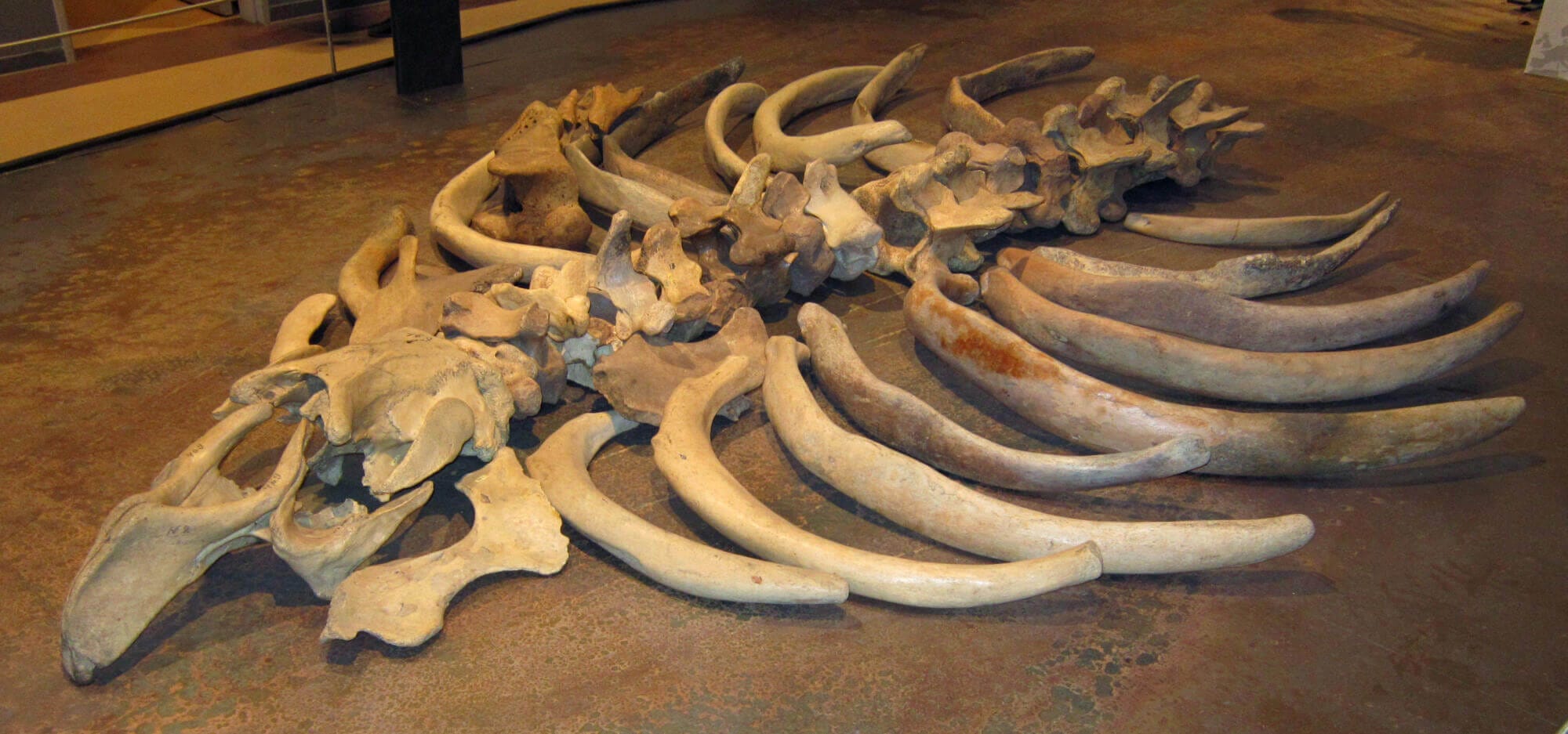 Steller's Sea Cow: The Extinct Giant - Ocean Info