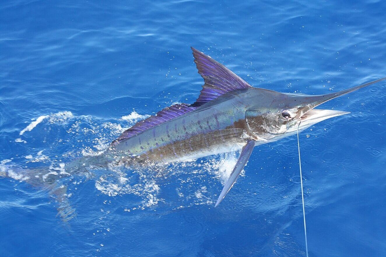 Striped Marlin: The Acrobat of the Sea - Ocean Info