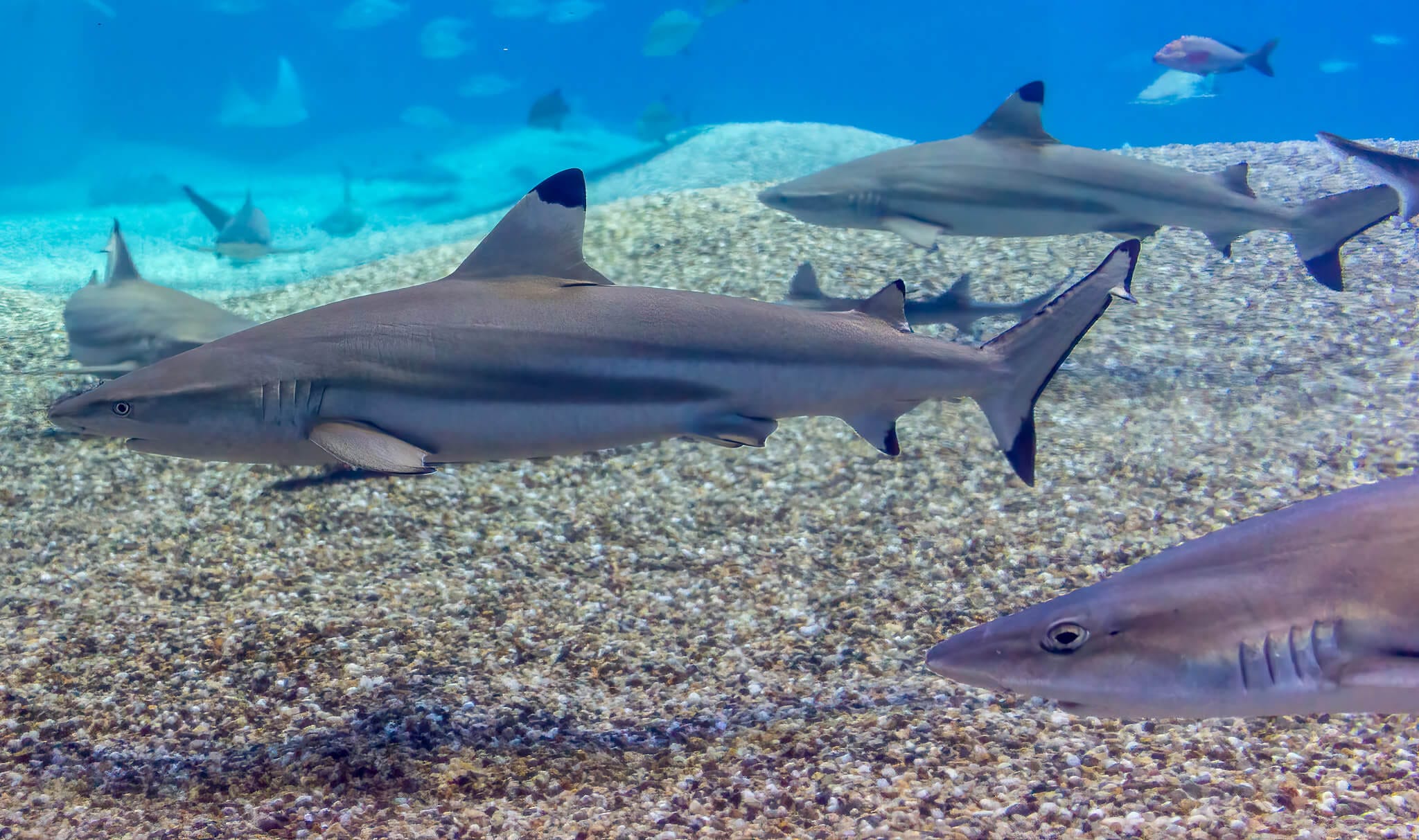 Blacktip Shark (Carcharhinus Limbatus) - Ocean Info