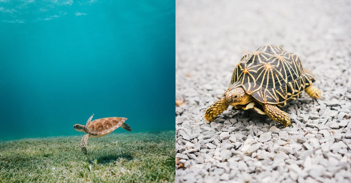 Turtles vs Tortoises: Main Differences - Ocean Info