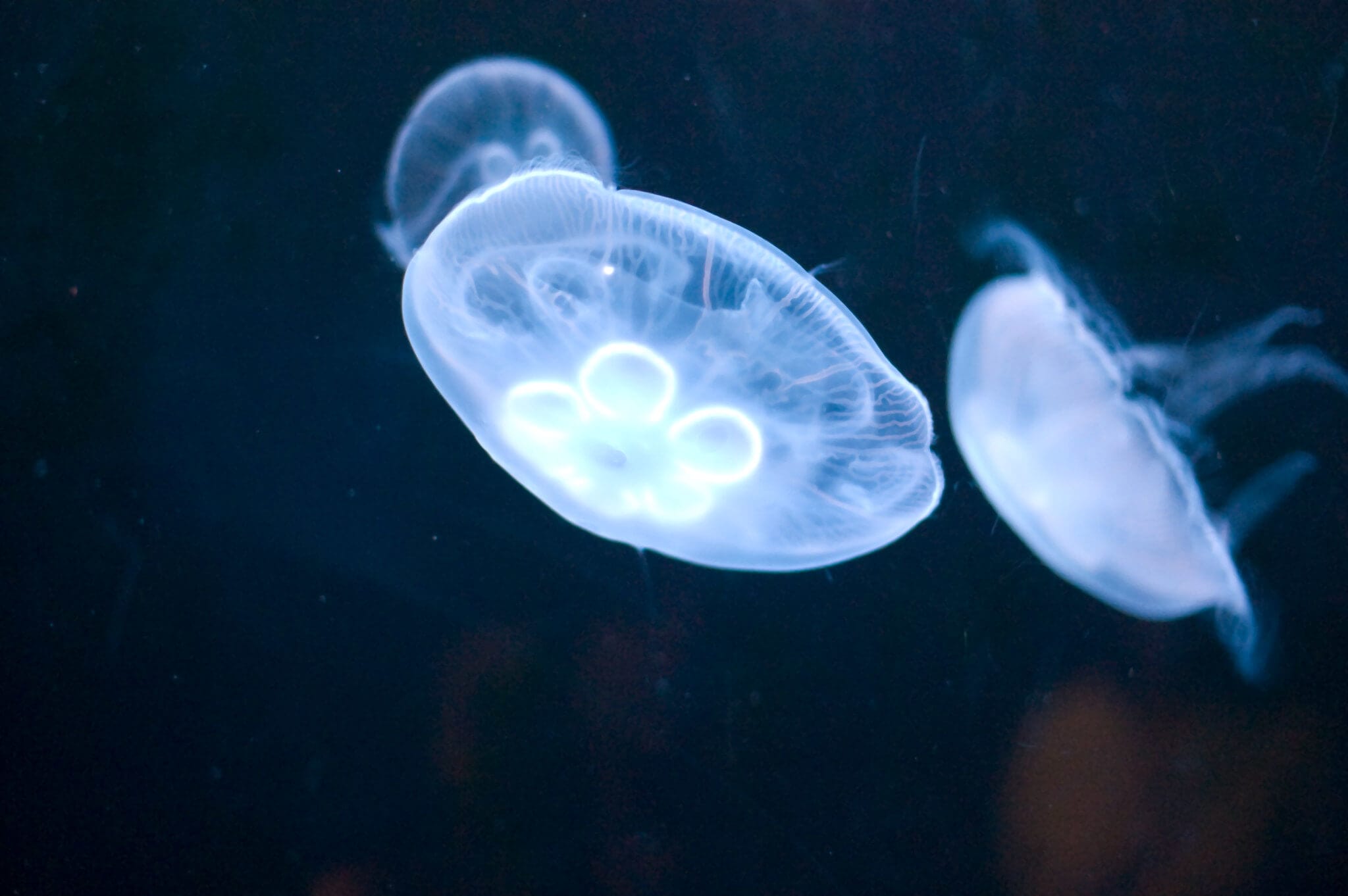 Moon Jellyfish: The Immortal Jellyfish - Ocean Info