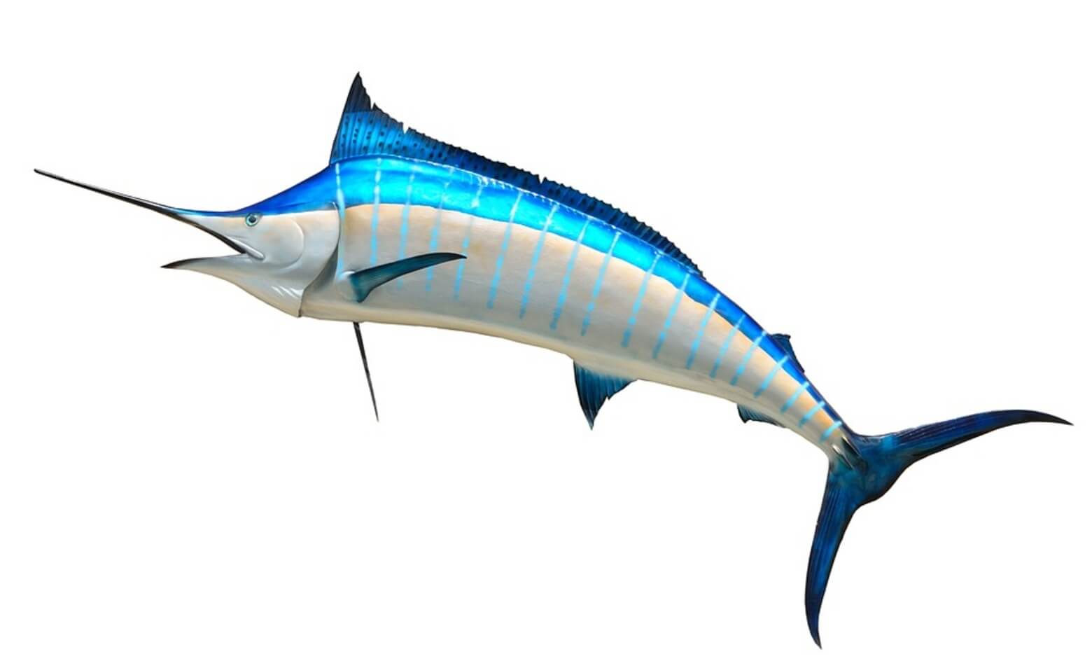 Billfish: Magnificent Oceanic Predators - Ocean Info