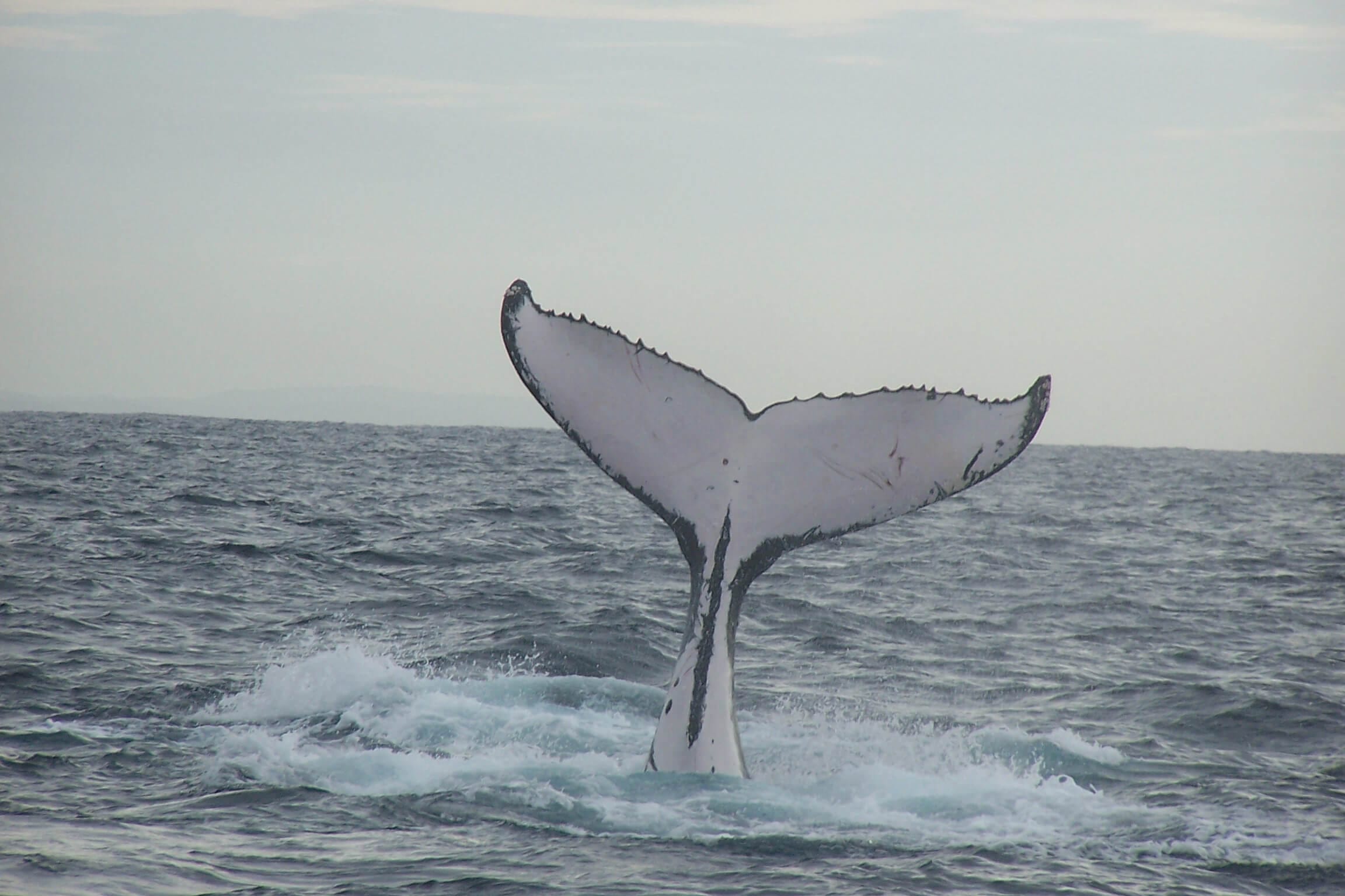20 Types of Whales (and Where to Find Them) - Ocean Info