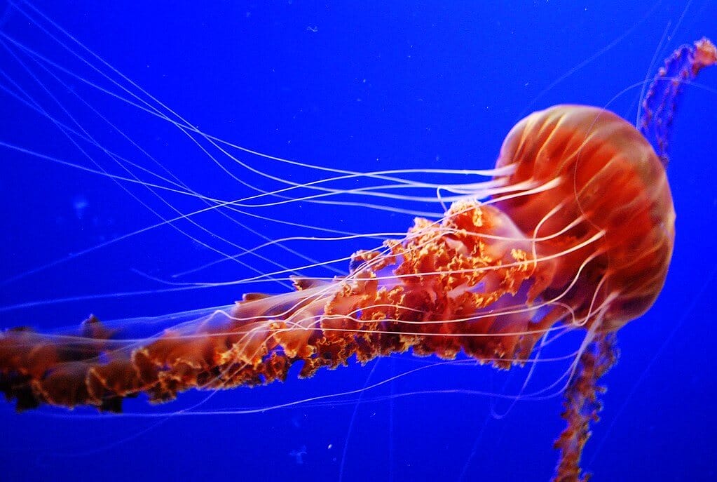 Lion's Mane Jellyfish: The Giants of the Ocean - Ocean Info