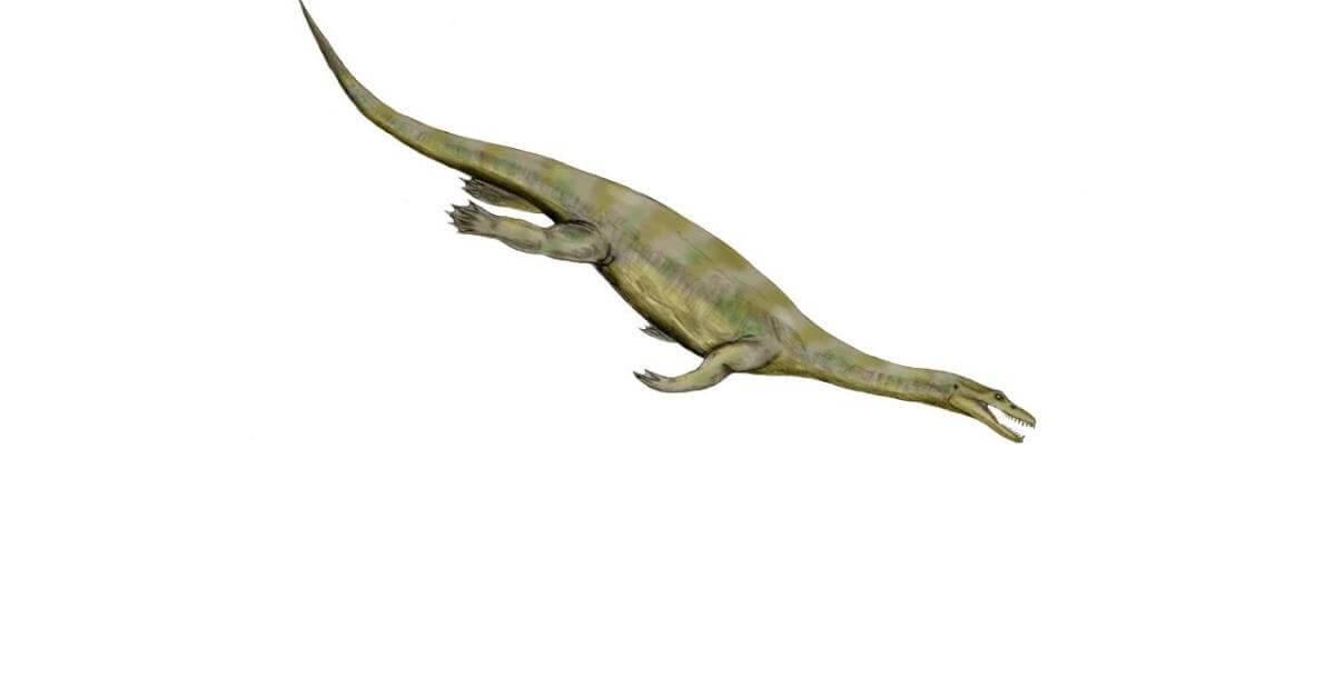 Nothosaurus: The Fierce Predators of Ancient Seas - Ocean Info