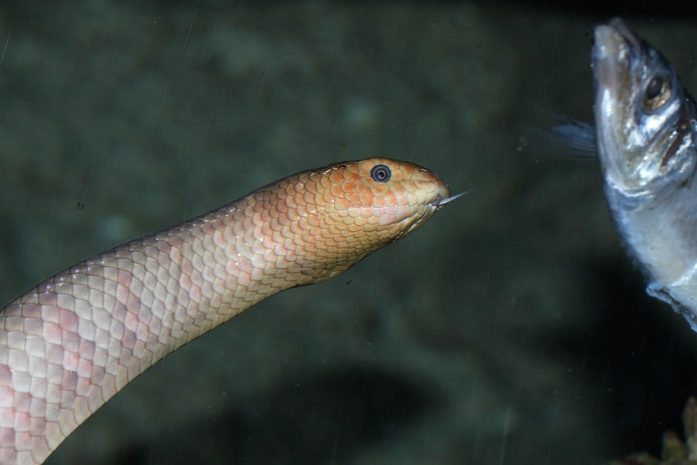 Olive Sea Snake: The Aquatic Venomous Snake - Ocean Info